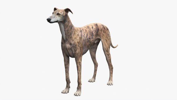 Modello 3D Greyhound Dog maschio tigrato - TurboSquid 2501659