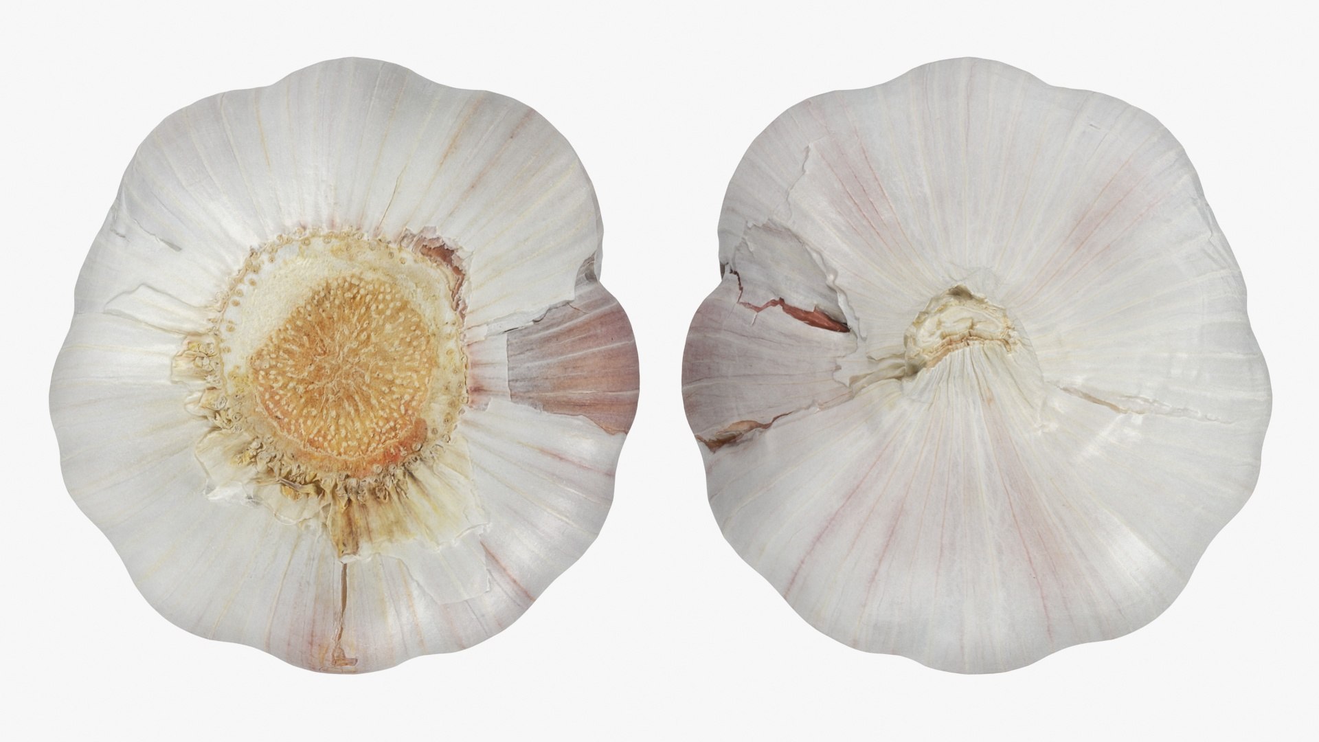 3D Garlic Pose 2 Model - TurboSquid 2281724