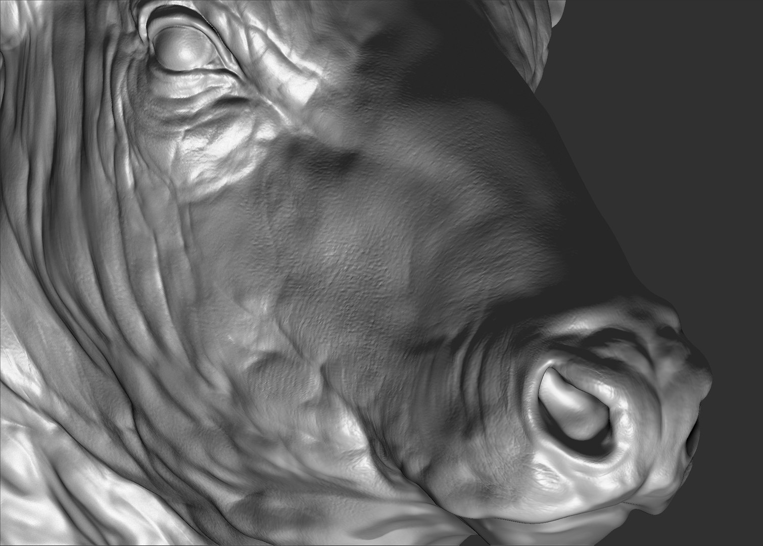 Bull Head 3D model - TurboSquid 1764747