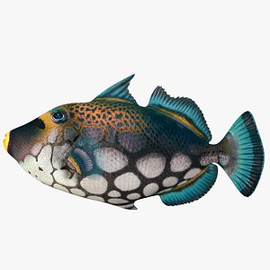 Triggerfish 3D Models for Download | TurboSquid