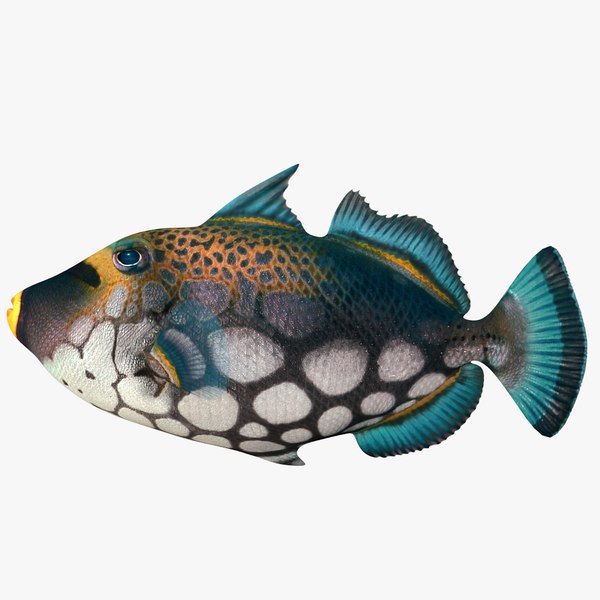 Triggerfish 3D Models for Download | TurboSquid