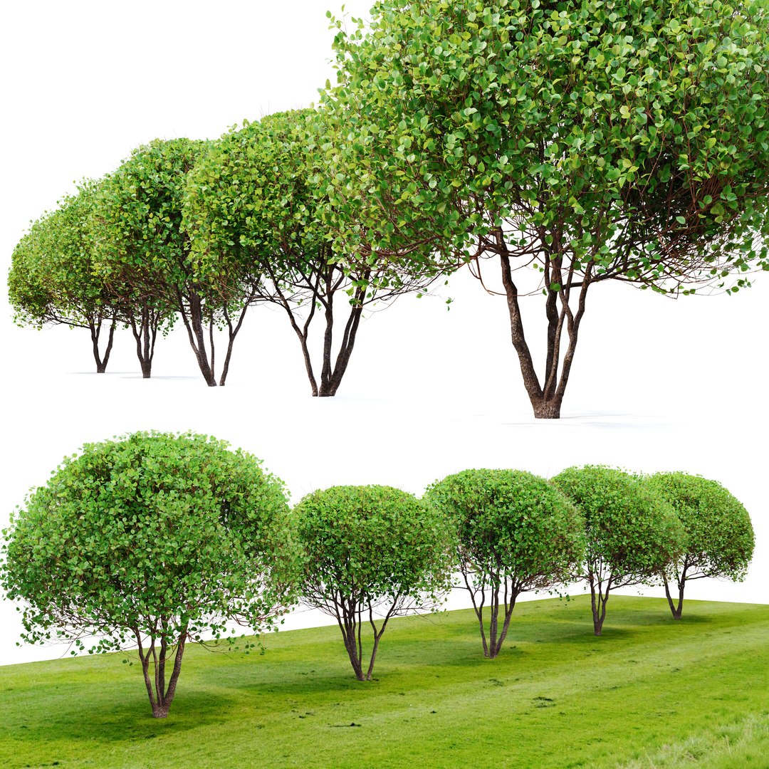 Sphere Shaped Trees 3D Model - TurboSquid 1936679