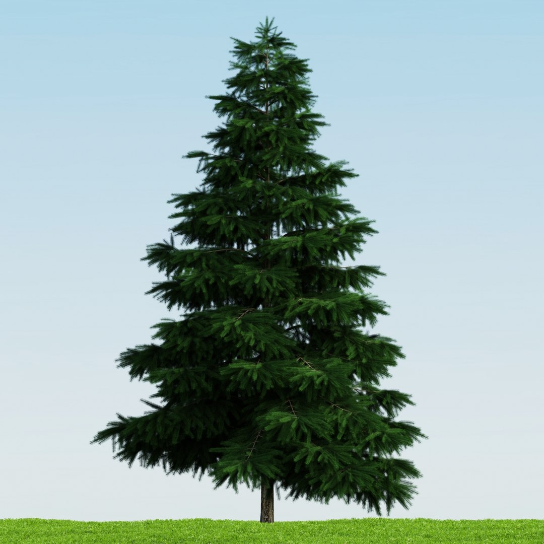 4 Season Tree Pine003 3d Obj