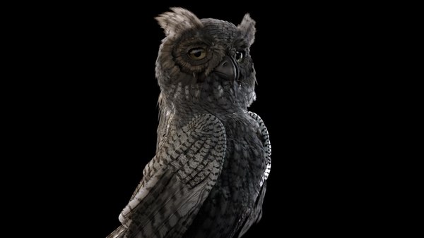 3D модель Rigged Animated Realistic Owl 3D - TurboSquid 1486822