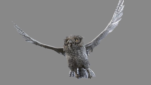 3D модель Rigged Animated Realistic Owl 3D - TurboSquid 1486822