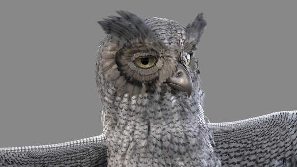3D модель Rigged Animated Realistic Owl 3D - TurboSquid 1486822