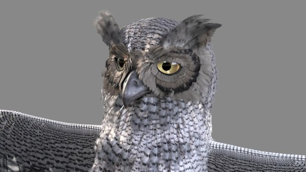 3D модель Rigged Animated Realistic Owl 3D - TurboSquid 1486822