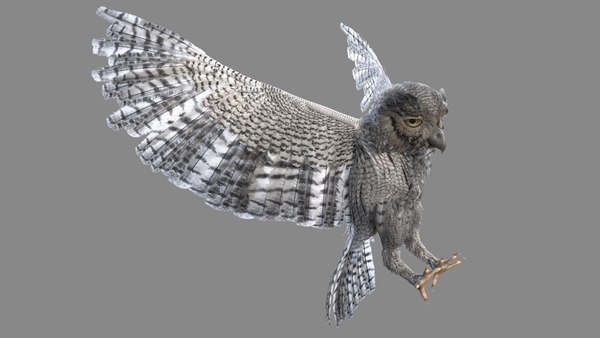 3D модель Rigged Animated Realistic Owl 3D - TurboSquid 1486822