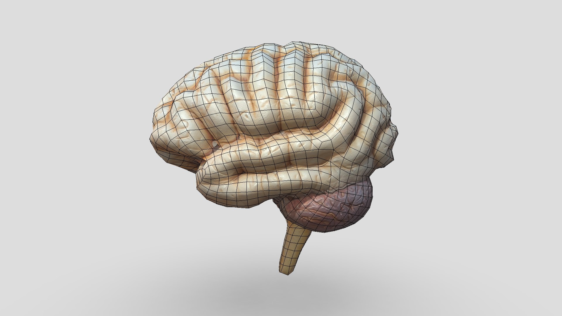Human Brain 3D - TurboSquid 2238873
