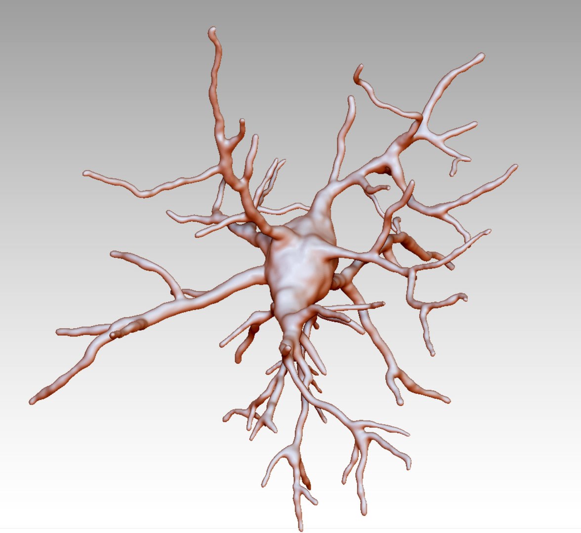 Microglial Cell 3D Model - TurboSquid 1391776