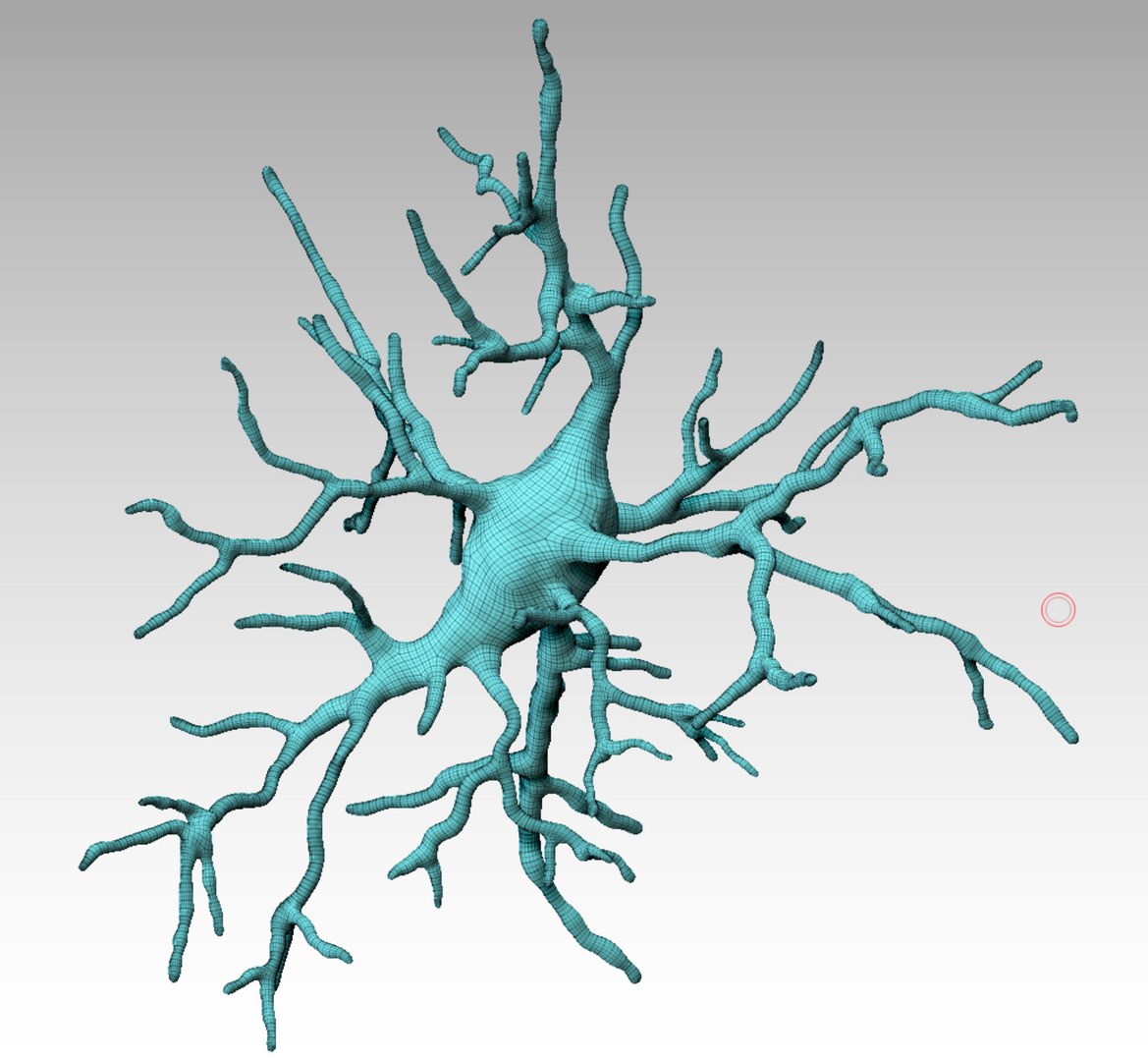 Microglial Cell 3D Model - TurboSquid 1391776