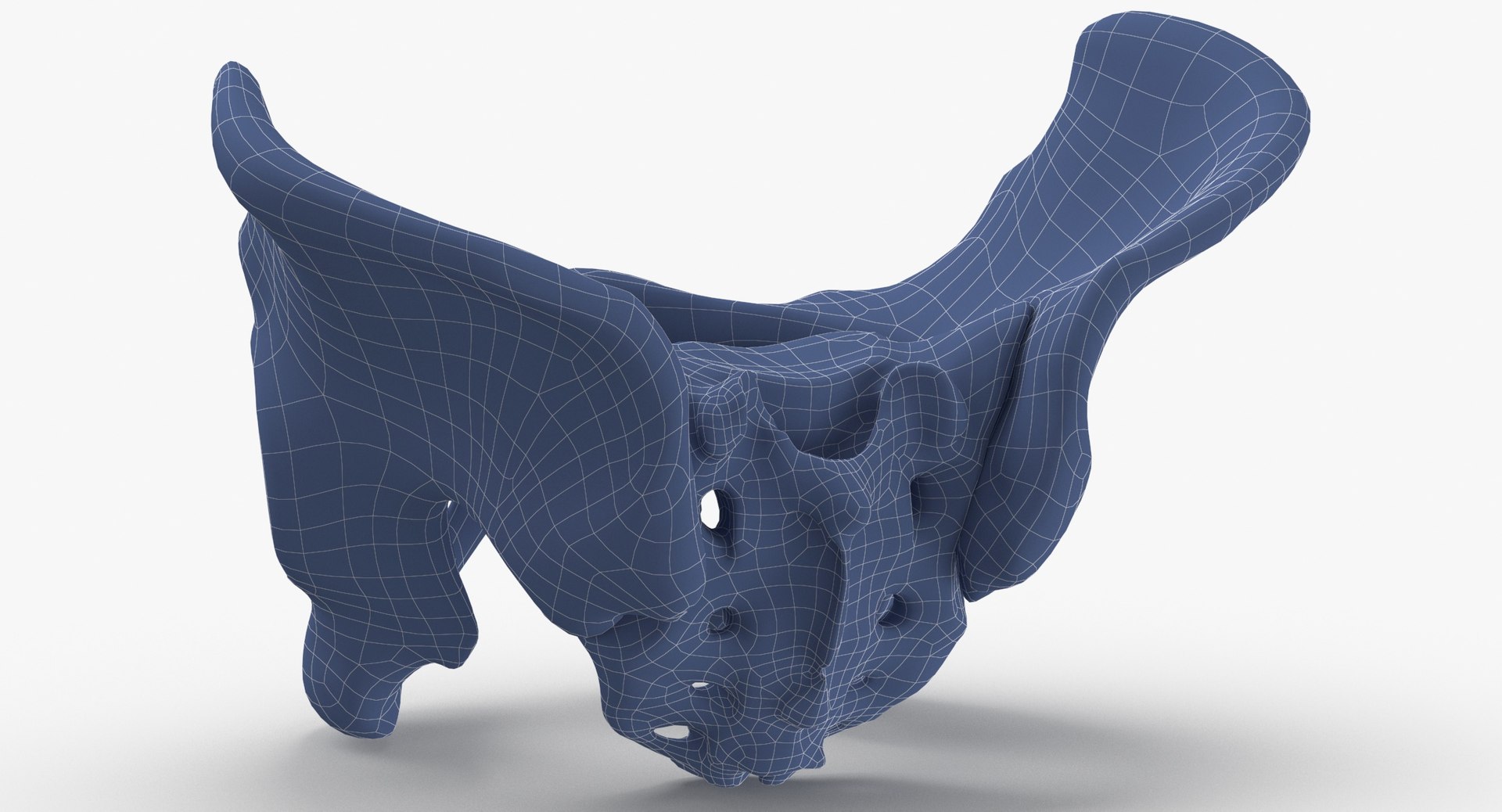 3D Human Pelvis Damaged Sacrum Model - TurboSquid 1546713