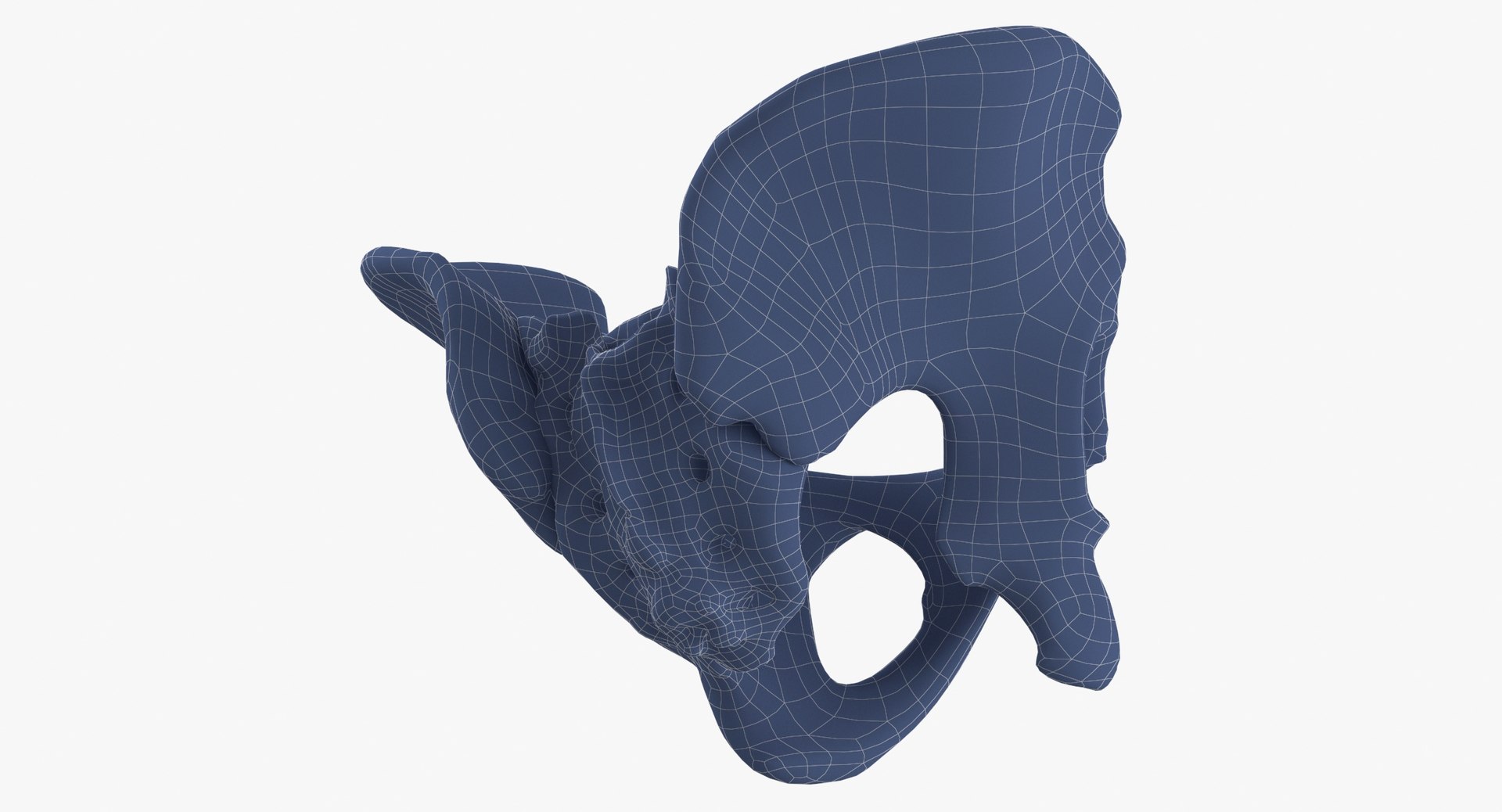 3D Human Pelvis Damaged Sacrum Model - TurboSquid 1546713