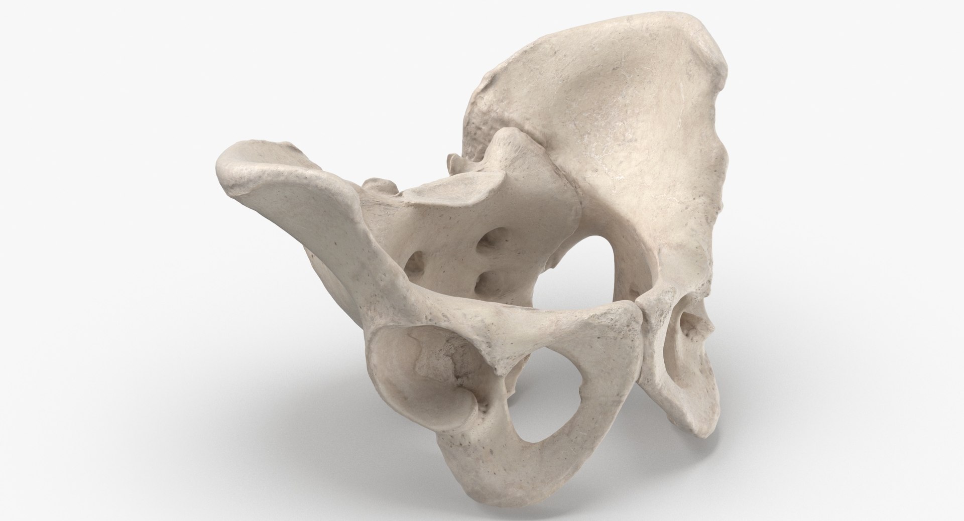 3D Human Pelvis Damaged Sacrum Model - TurboSquid 1546713
