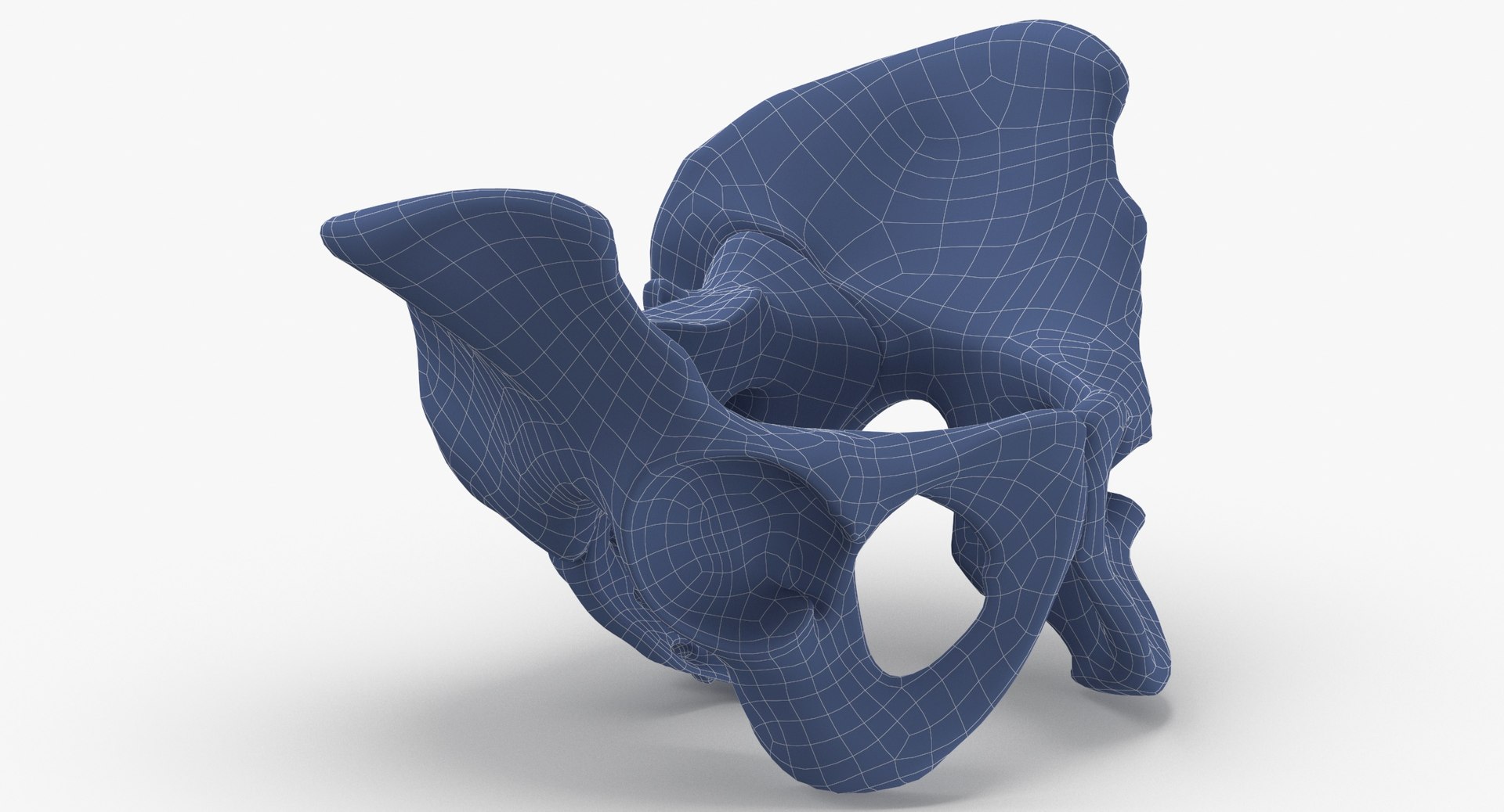 3D Human Pelvis Damaged Sacrum Model - TurboSquid 1546713
