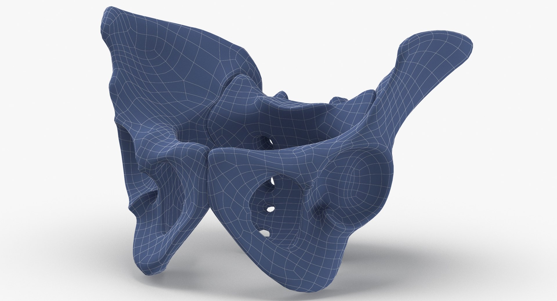 3D Human Pelvis Damaged Sacrum Model - TurboSquid 1546713