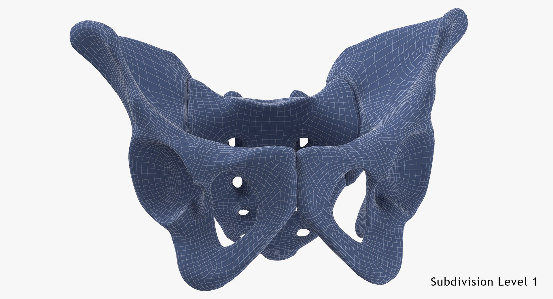 3D Human Pelvis Damaged Sacrum Model - TurboSquid 1546713