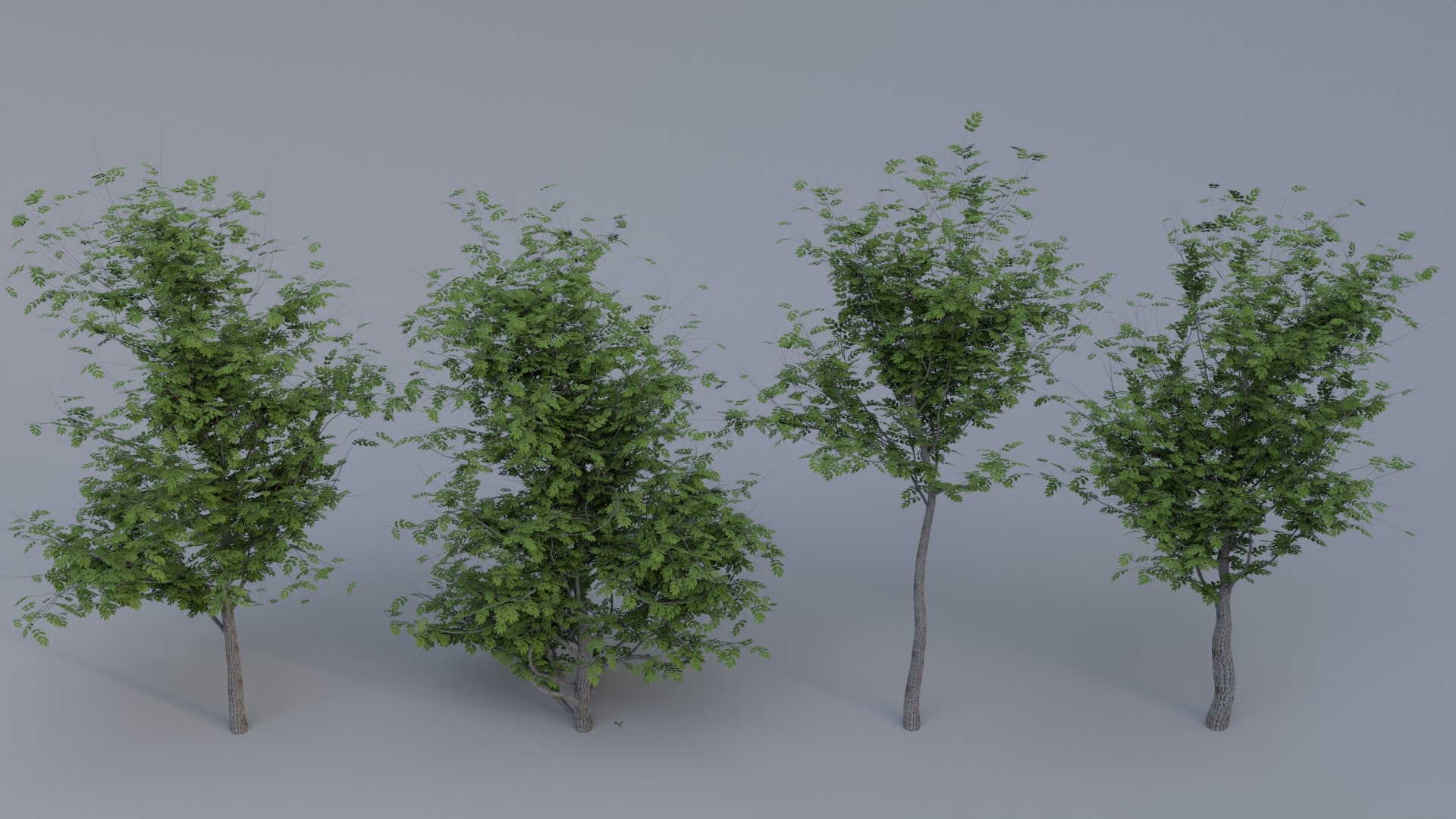 Black Ash Tree 3D Model - TurboSquid 2079054