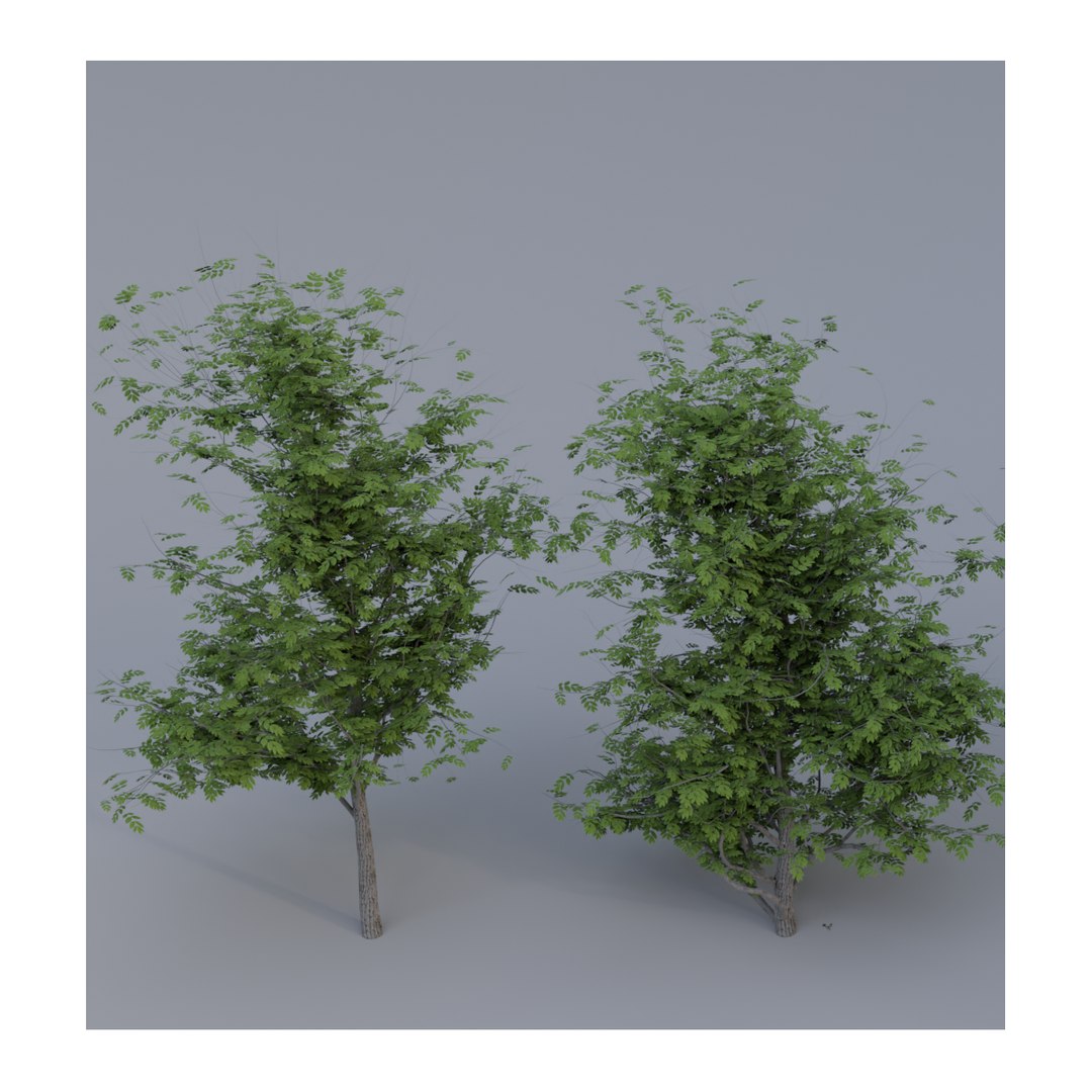 Black Ash Tree 3D Model - TurboSquid 2079054