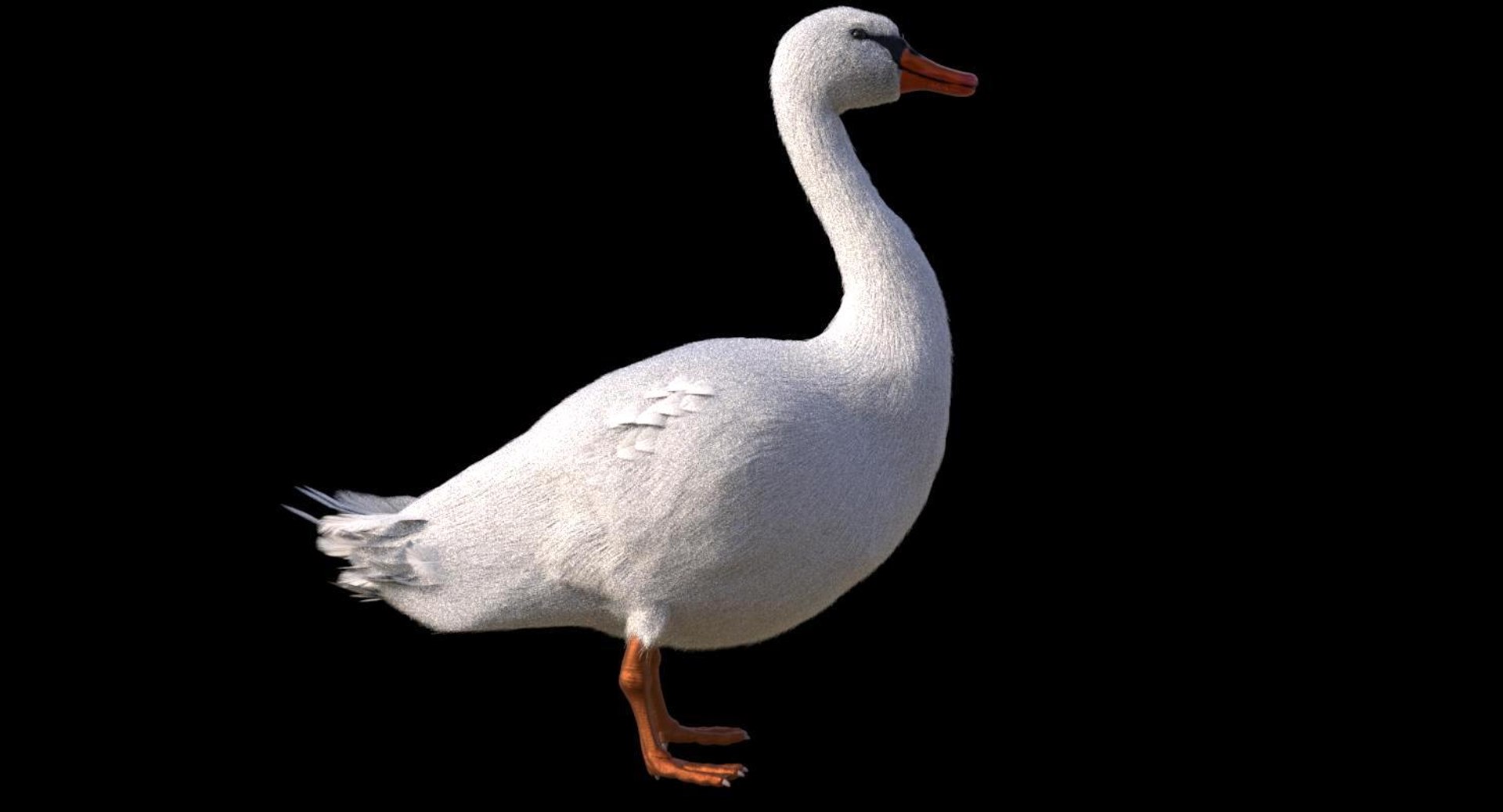 Swan Fur Hair Xgen 3D Model - TurboSquid 1403005