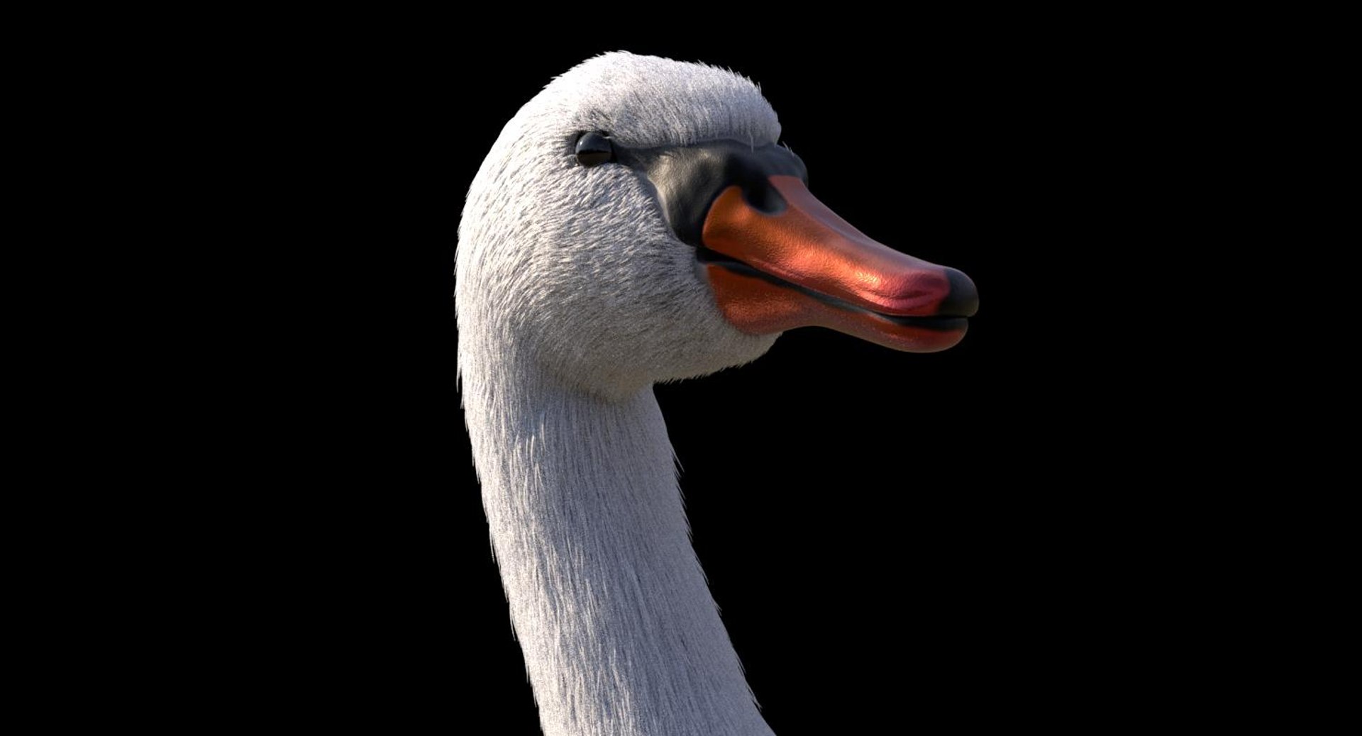 Swan Fur Hair Xgen 3D Model - TurboSquid 1403005