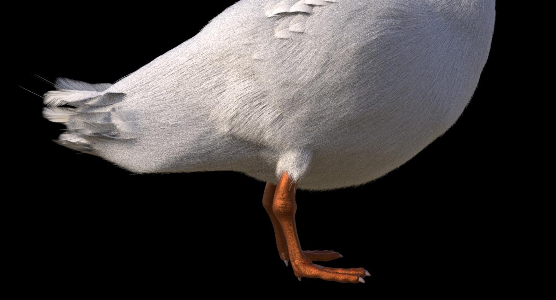 Swan Fur Hair Xgen 3D Model - TurboSquid 1403005