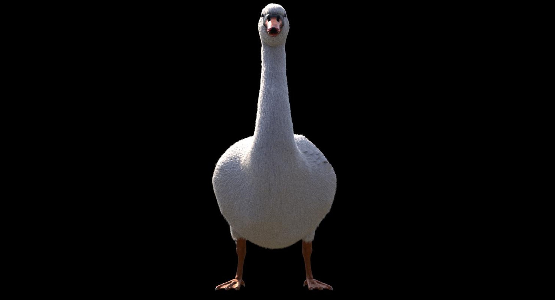 Swan Fur Hair Xgen 3D Model - TurboSquid 1403005