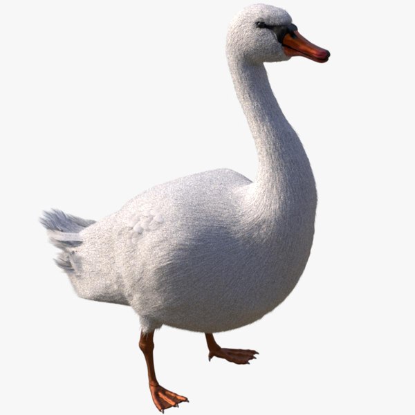 modelo 3d Cisne con Piel - Xgen - TurboSquid 1403005