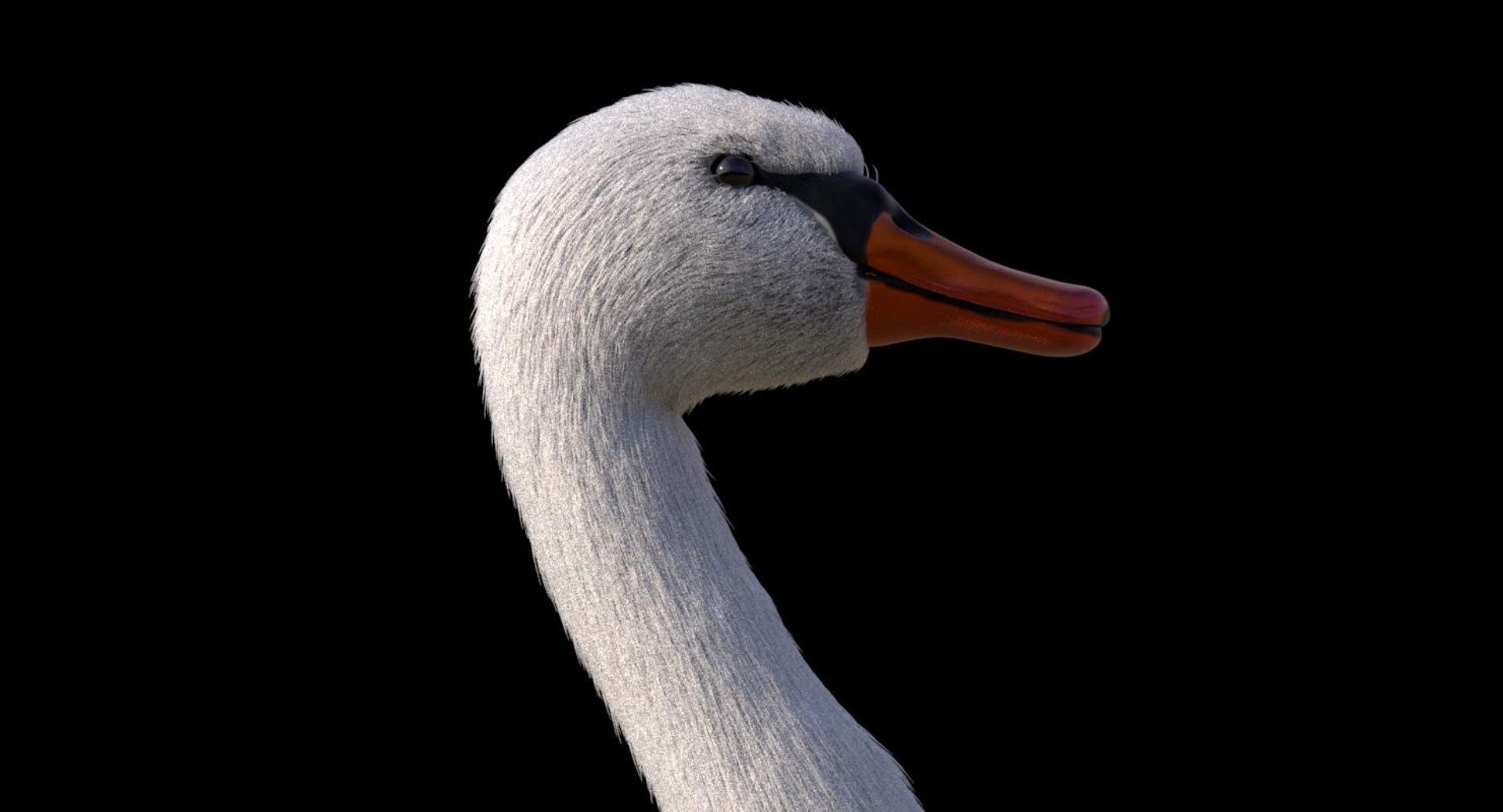 Swan Fur Hair Xgen 3D Model - TurboSquid 1403005