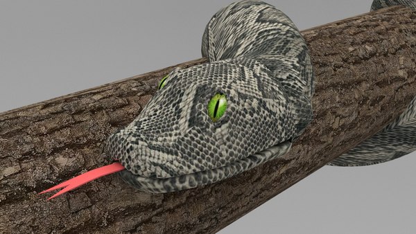 Snake 3D model - TurboSquid 1633596