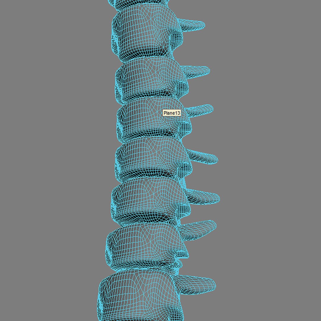 3d Model Human Spine 2010