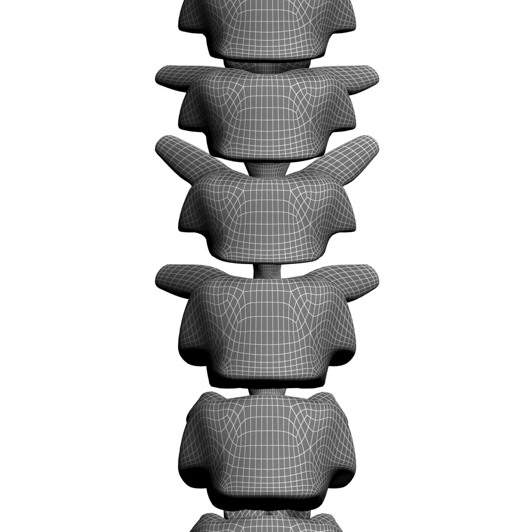 3d Model Human Spine 2010