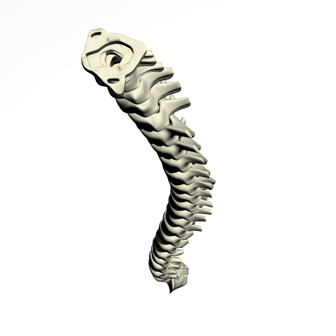 3d Model Human Spine 2010