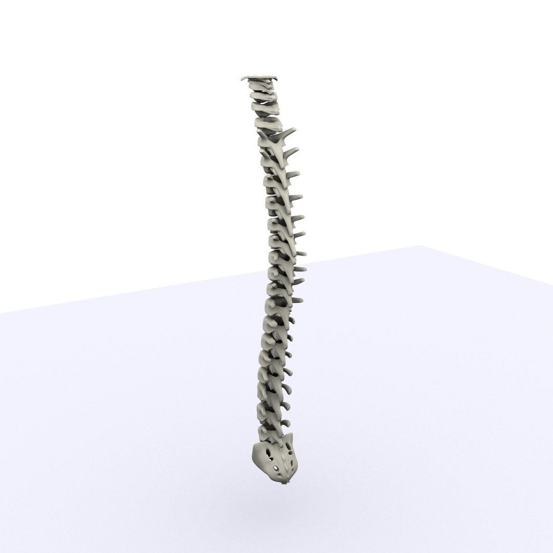 3d Model Human Spine 2010