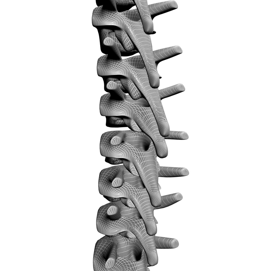 3d Model Human Spine 2010