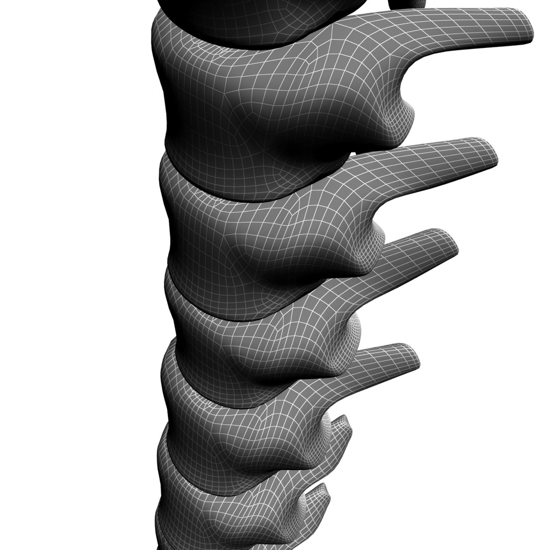 3d Model Human Spine 2010