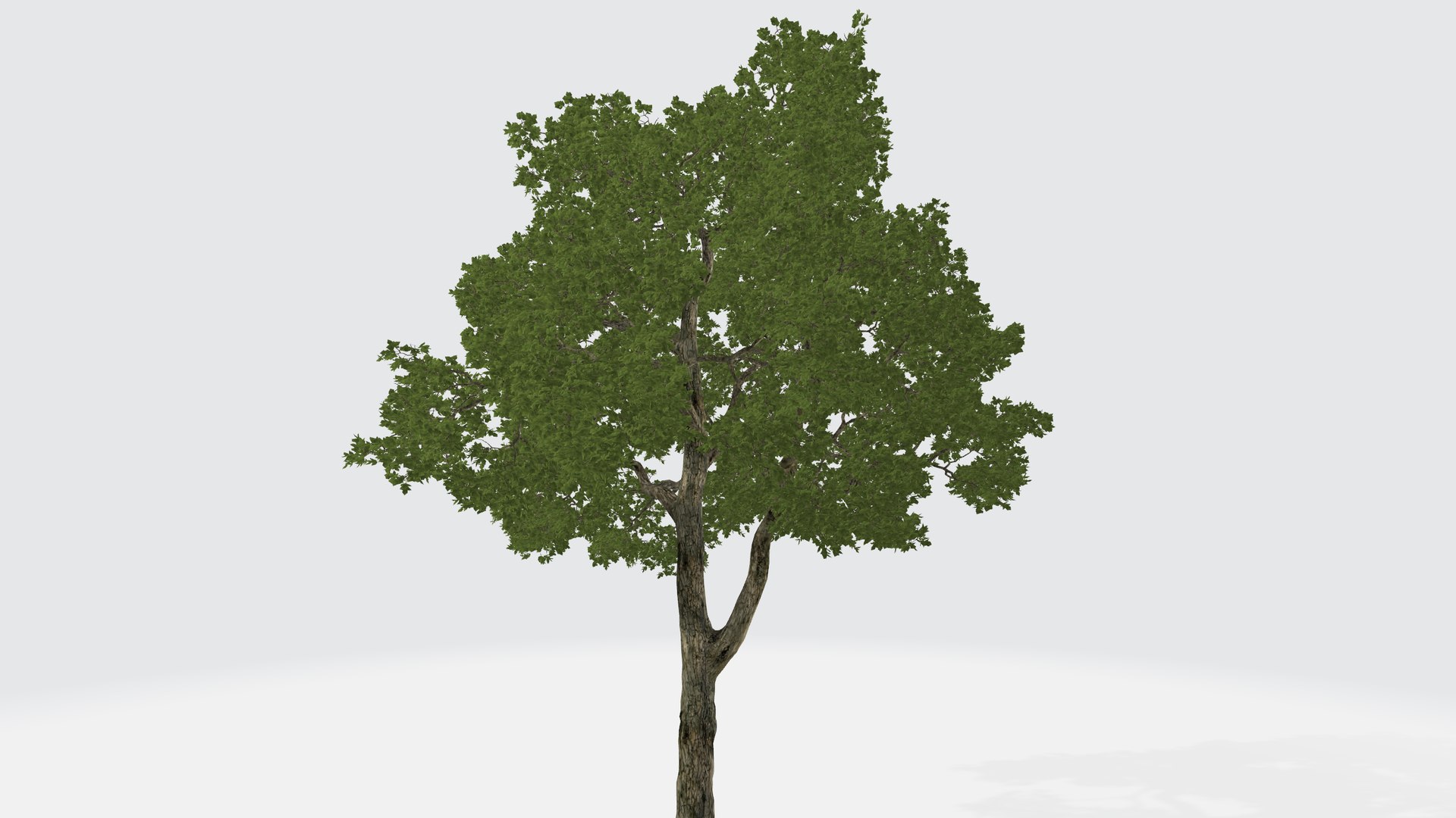 Medium Green V2 Model - TurboSquid 1956184