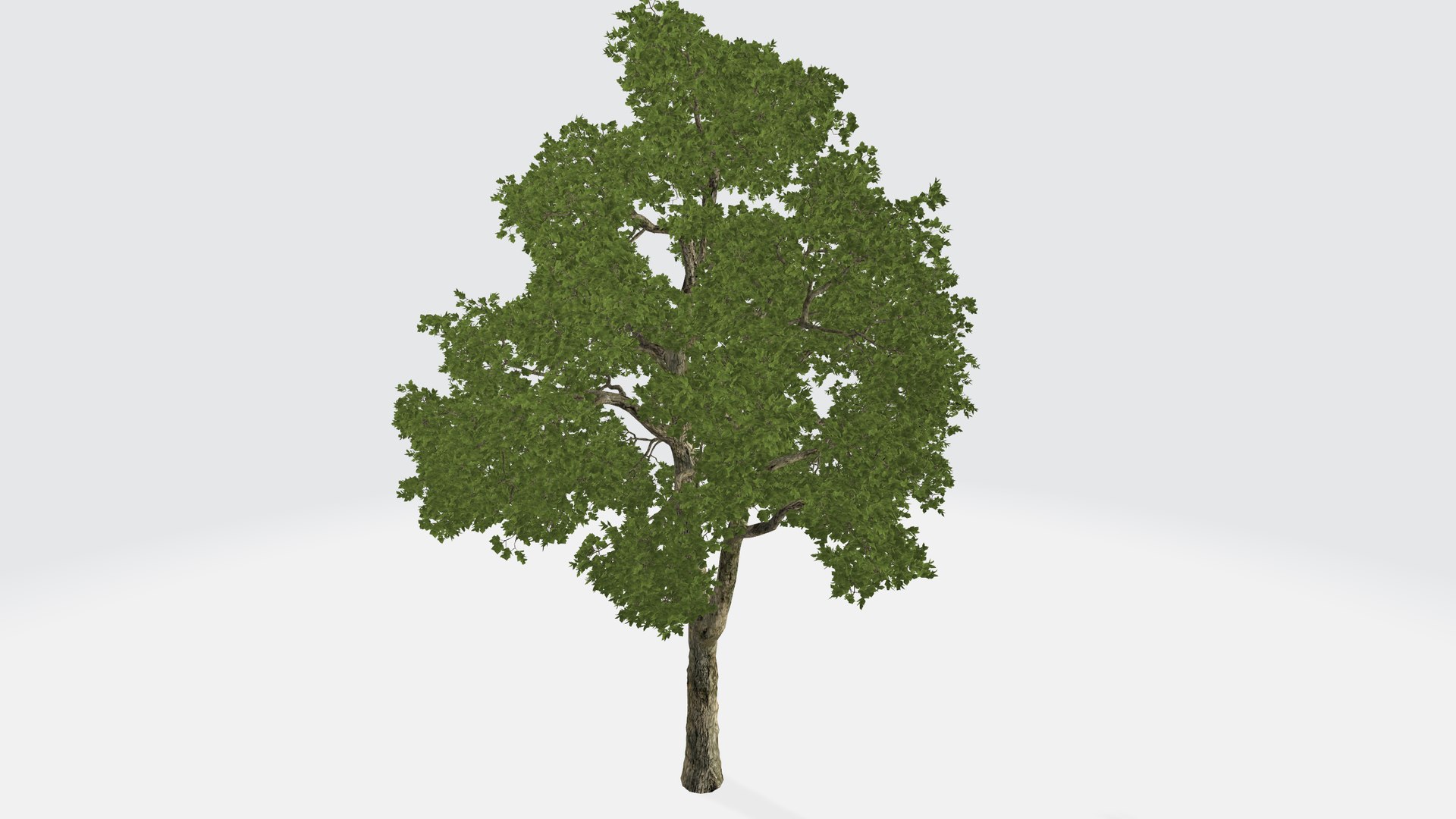 Medium Green V2 Model - TurboSquid 1956184