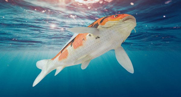 modelo 3d Koi Fish Rigged para Cinema 4D - TurboSquid 1153873