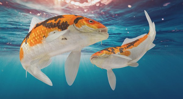 modelo 3d Koi Fish Rigged para Cinema 4D - TurboSquid 1153873
