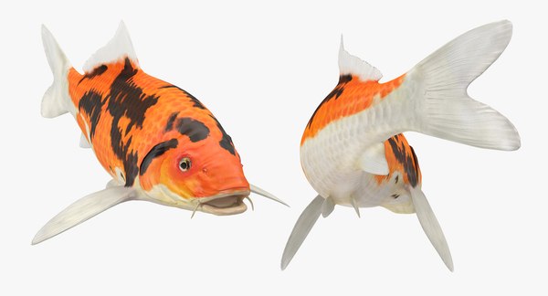 modelo 3d Koi Fish Rigged para Cinema 4D - TurboSquid 1153873