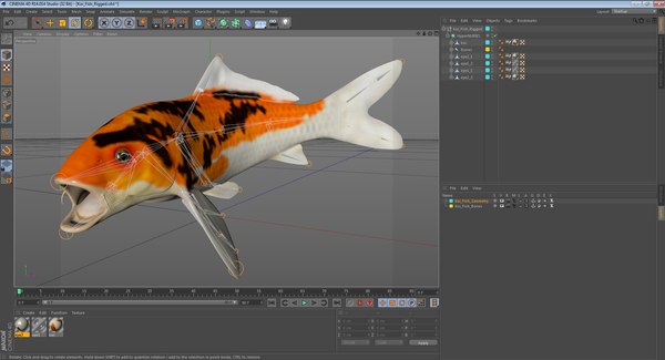 modelo 3d Koi Fish Rigged para Cinema 4D - TurboSquid 1153873