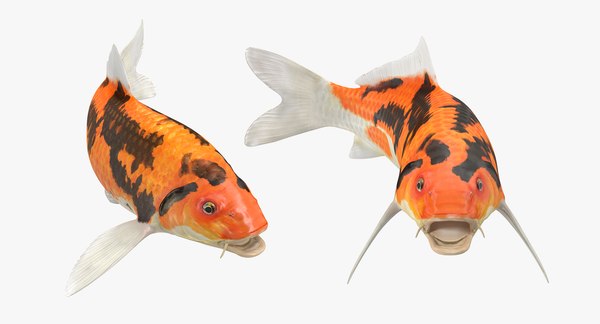 modelo 3d Koi Fish Rigged para Cinema 4D - TurboSquid 1153873