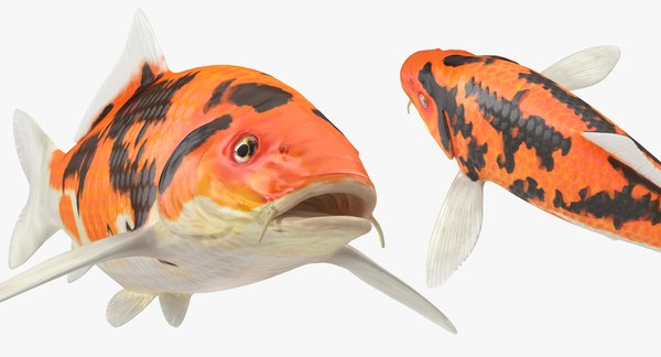 modelo 3d Koi Fish Rigged para Cinema 4D - TurboSquid 1153873