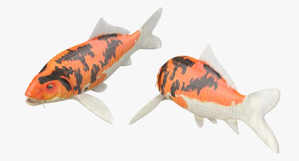 modelo 3d Koi Fish Rigged para Cinema 4D - TurboSquid 1153873