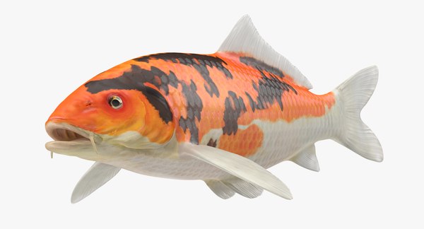 modelo 3d Koi Fish Rigged para Cinema 4D - TurboSquid 1153873