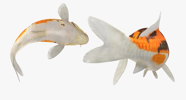 modelo 3d Koi Fish Rigged para Cinema 4D - TurboSquid 1153873