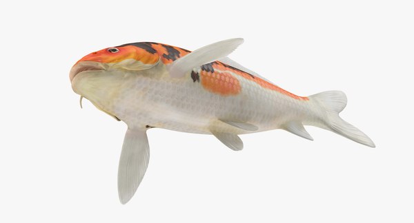 modelo 3d Koi Fish Rigged para Cinema 4D - TurboSquid 1153873