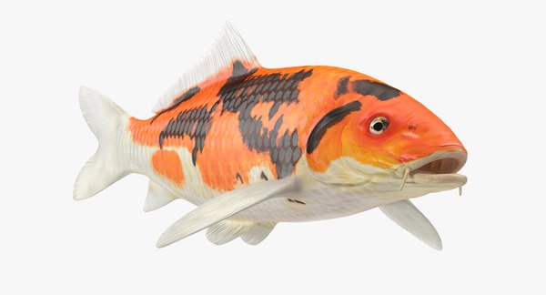 modelo 3d Koi Fish Rigged para Cinema 4D - TurboSquid 1153873