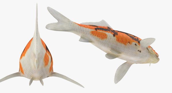 modelo 3d Koi Fish Rigged para Cinema 4D - TurboSquid 1153873